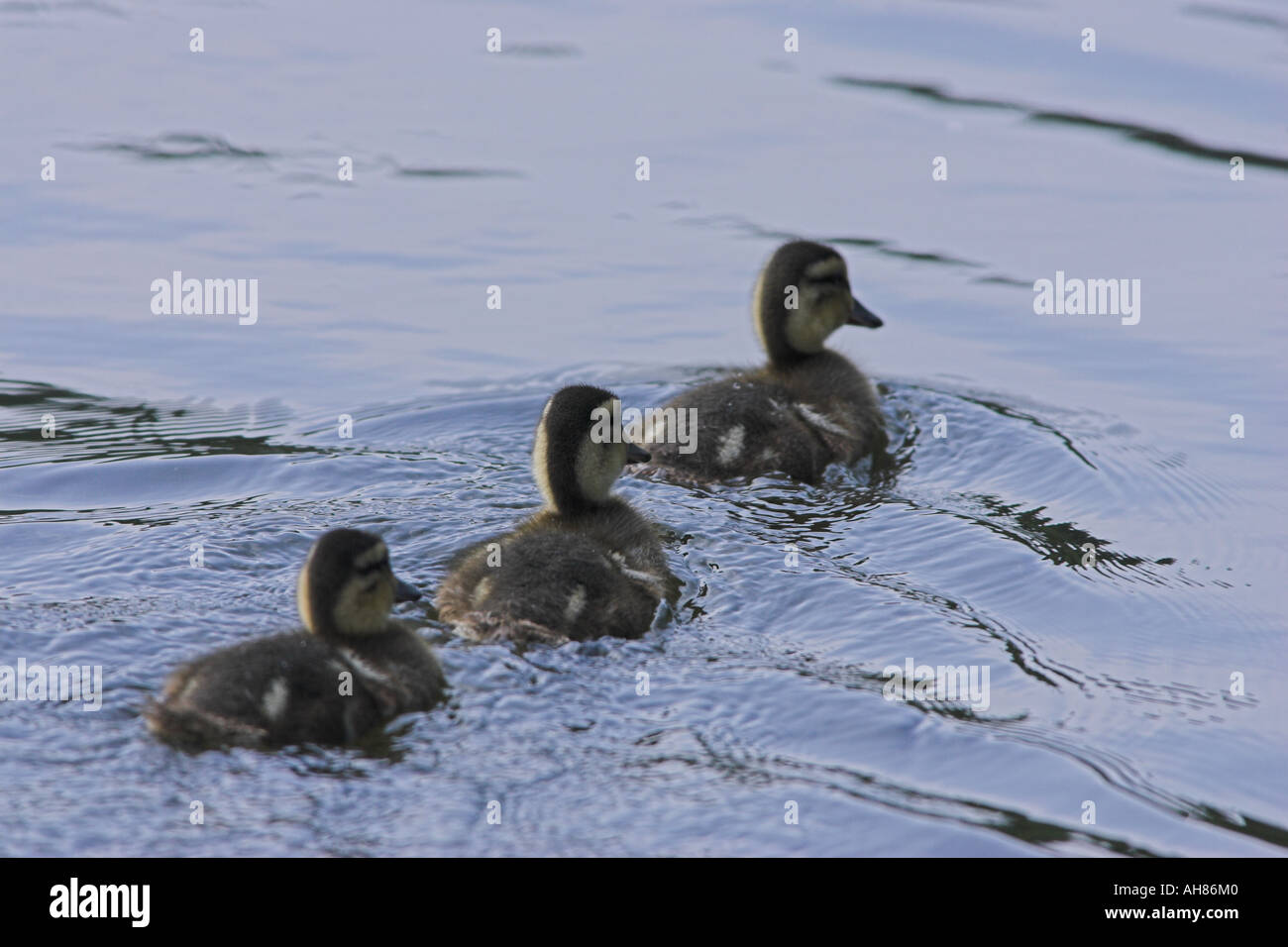 three ducklings in a row Stock Photo - Alamy