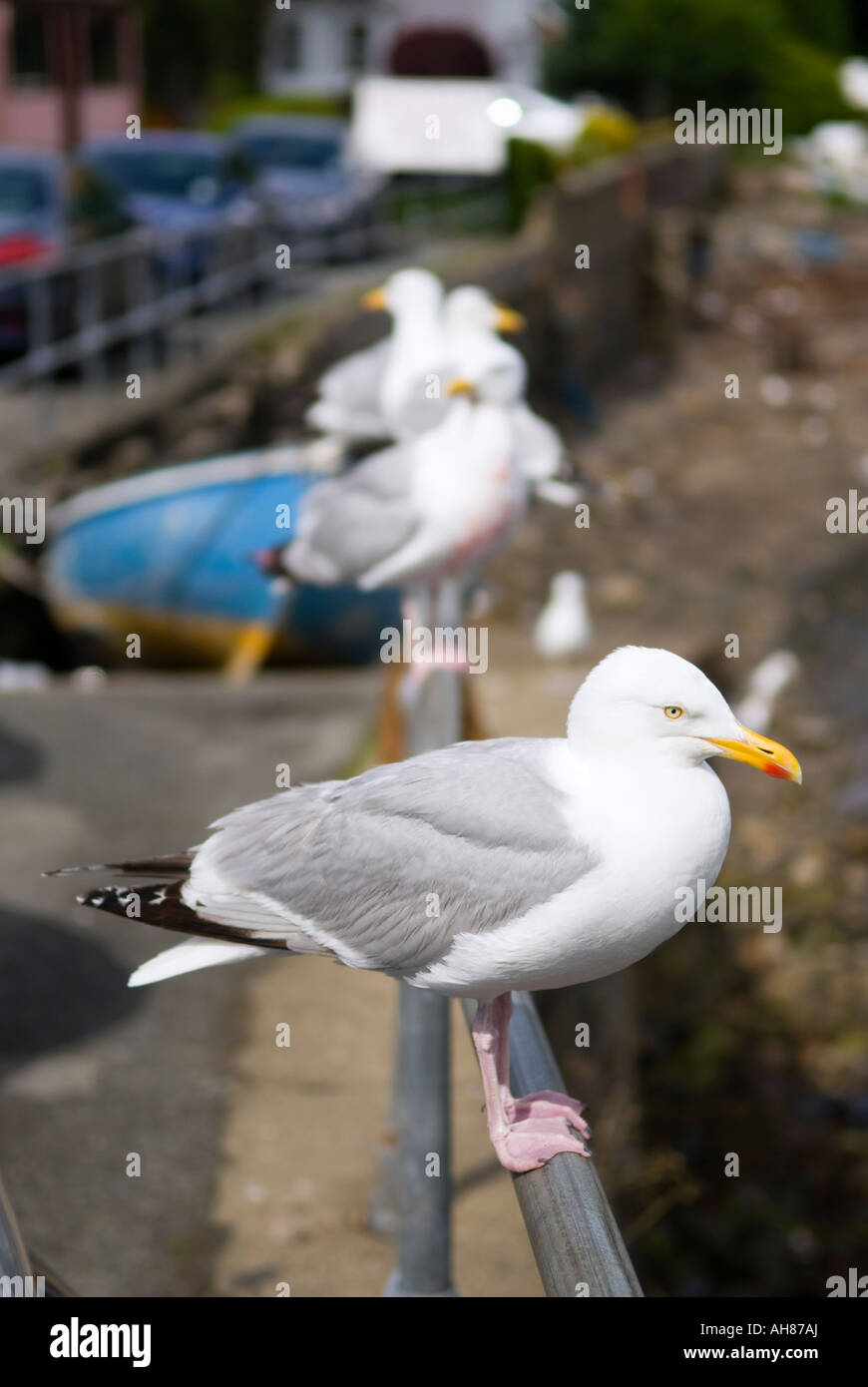 Seagulls Common Herring Gull Argentatus Perched In A Line On A Railing ...
