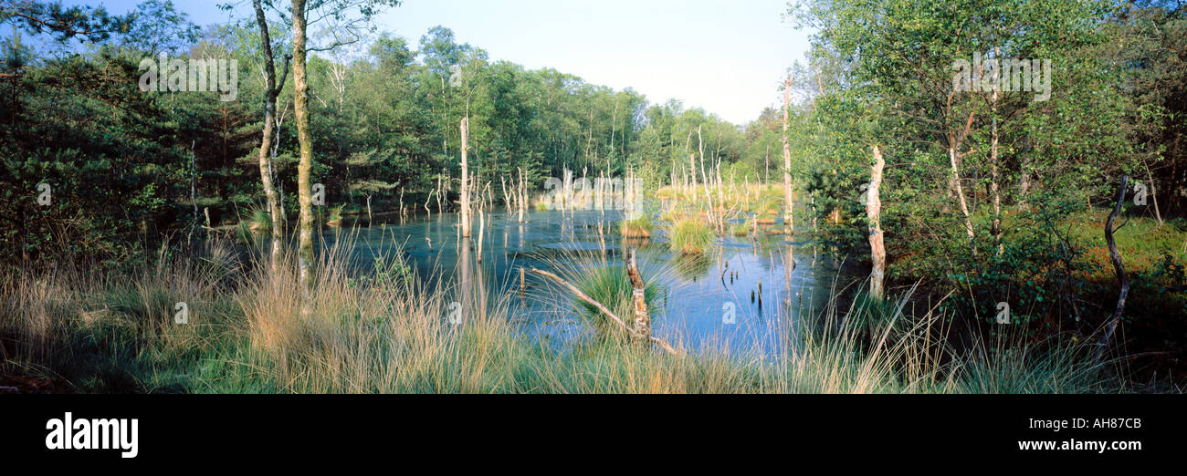 Pietzmoor moor hi-res stock photography and images - Alamy