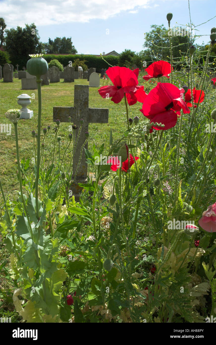 Poppies in a graveyard hi-res stock photography and images - Alamy