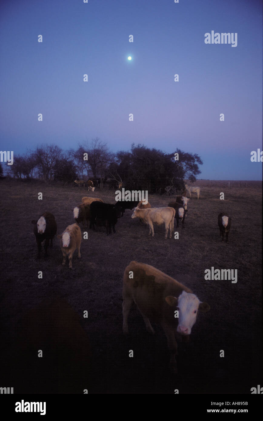 Cattle with Moon Stock Photo - Alamy
