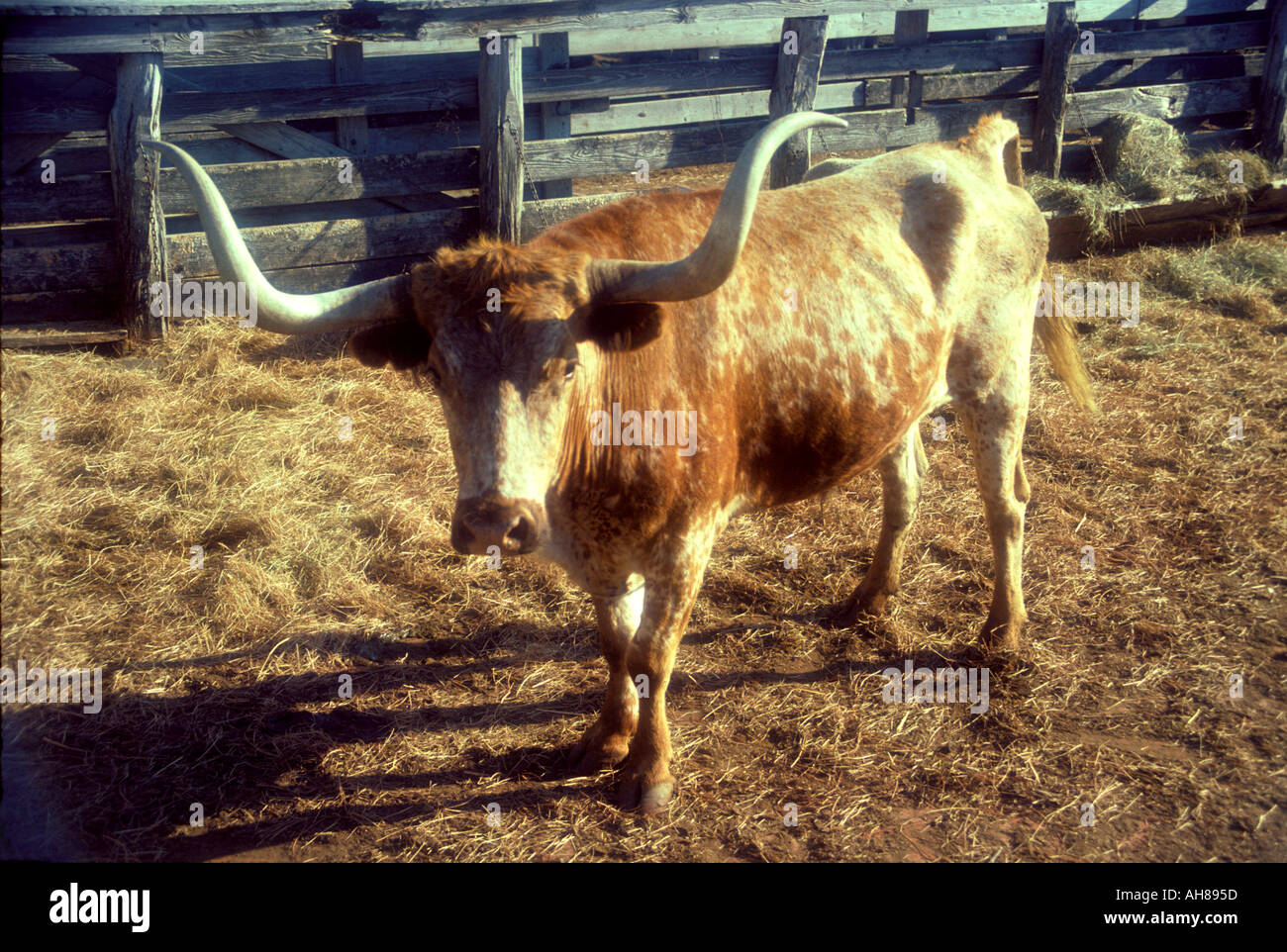 Texas Longhorn steer Stock Photo - Alamy