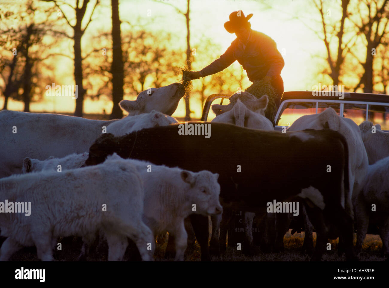 Cowboy feeding cattle from back of pickup truck Stock Photo - Alamy