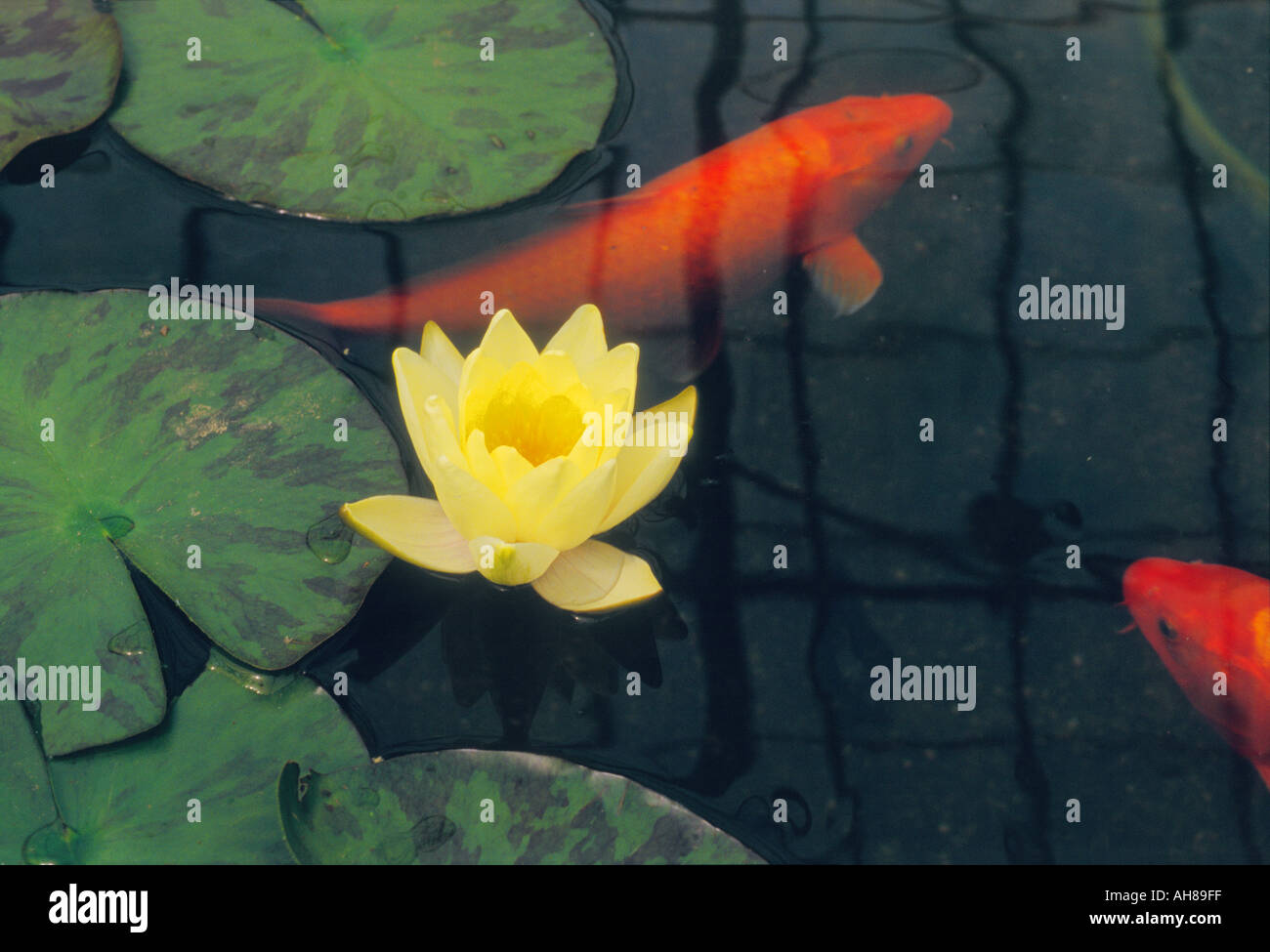 Golden fish buddhist symbol hi-res stock photography and images - Alamy