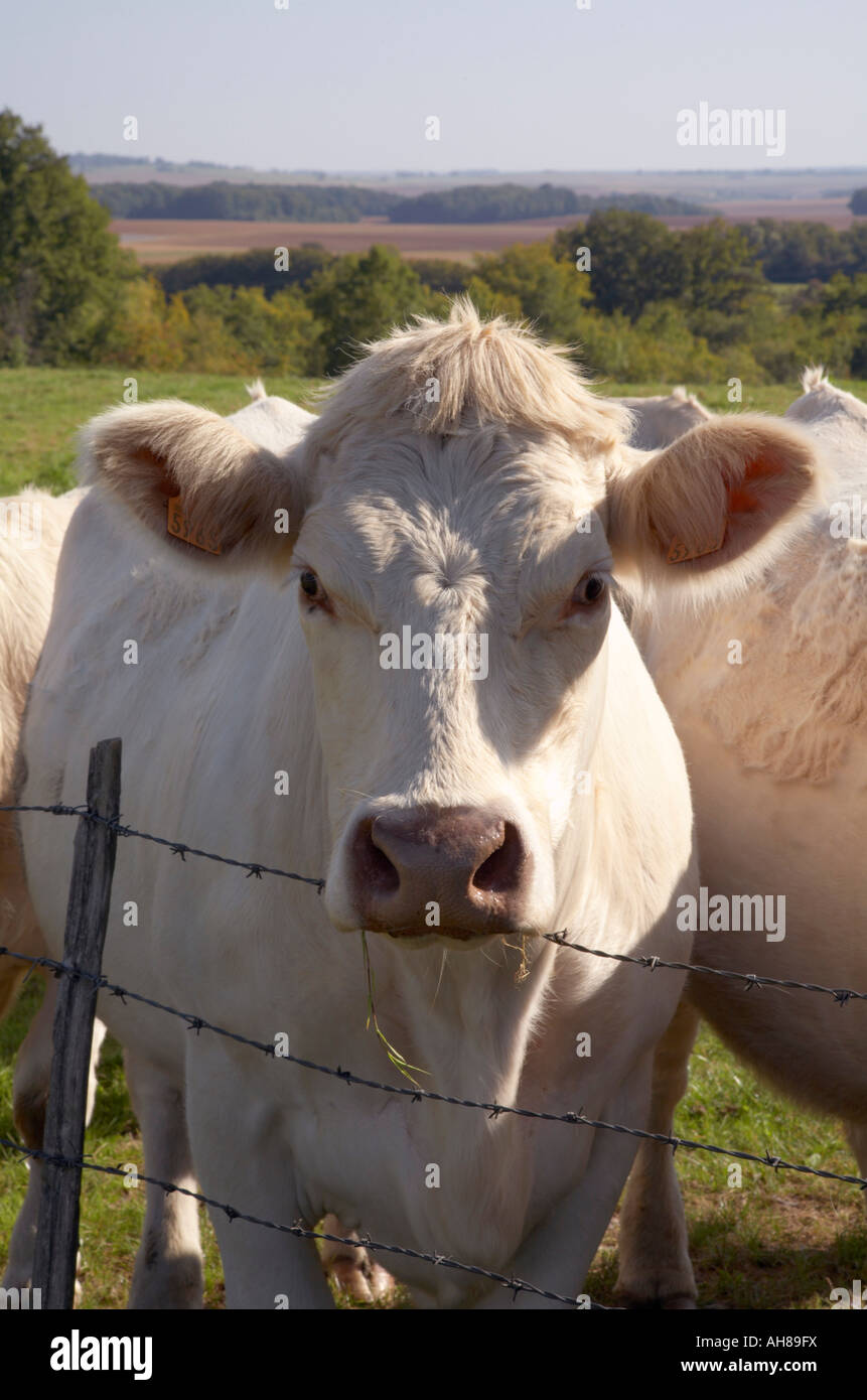 Charolais cattle in field near Chaource Aube France Stock Photo - Alamy