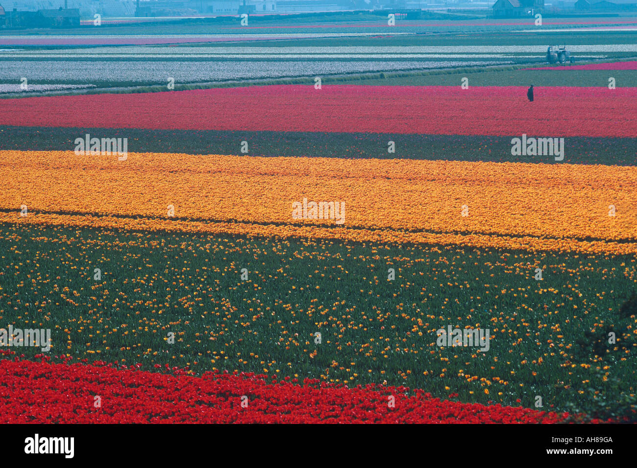 Wide fields of various coloured tulips growing in The Keukenhof region ...