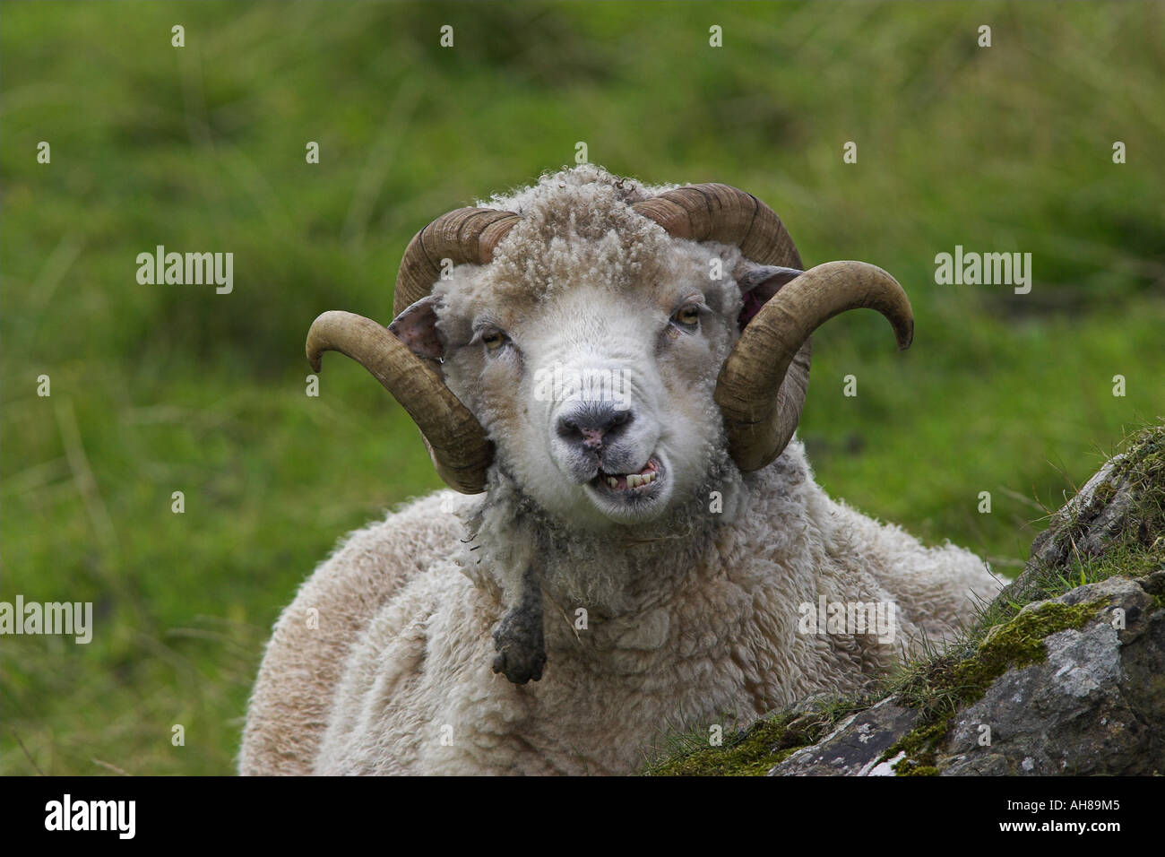 Wool in mouth hi-res stock photography and images - Alamy