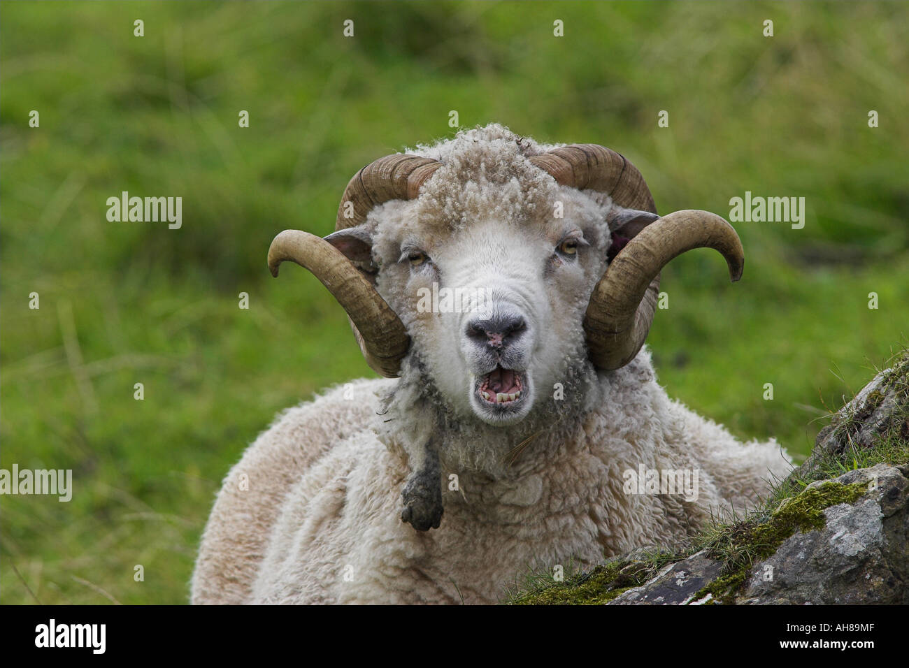 a very surprised looking sheep seen in shetland islands Stock Photo - Alamy
