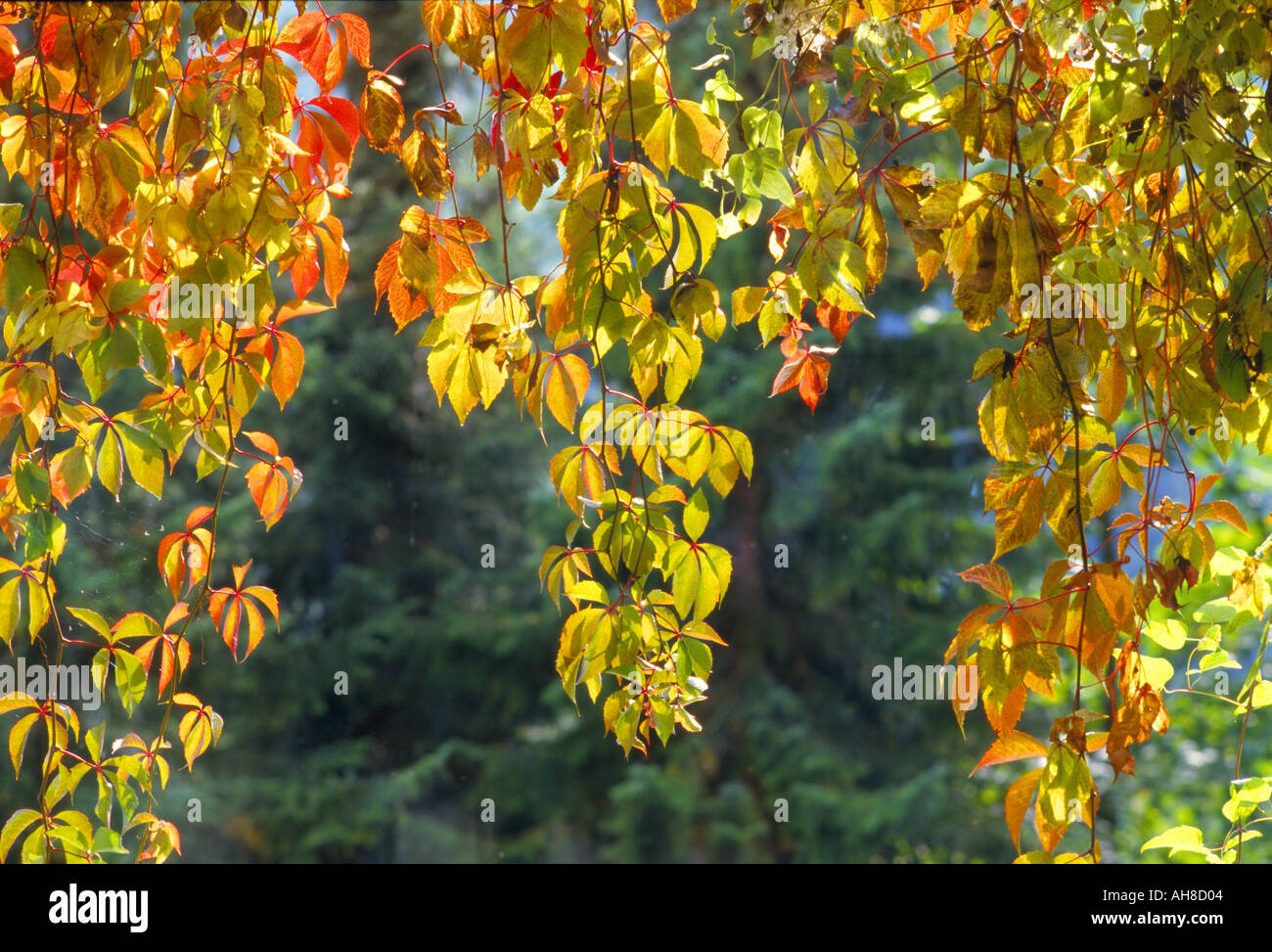 The cycle of moon changing hi-res stock photography and images - Alamy