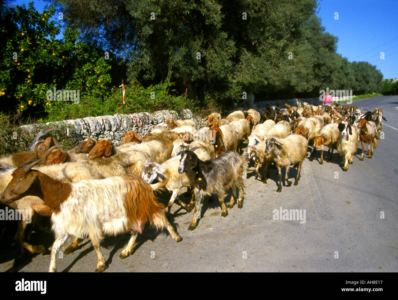 A Shepard guarding the sheep goats crossing the road Sicily Italy Stock ...