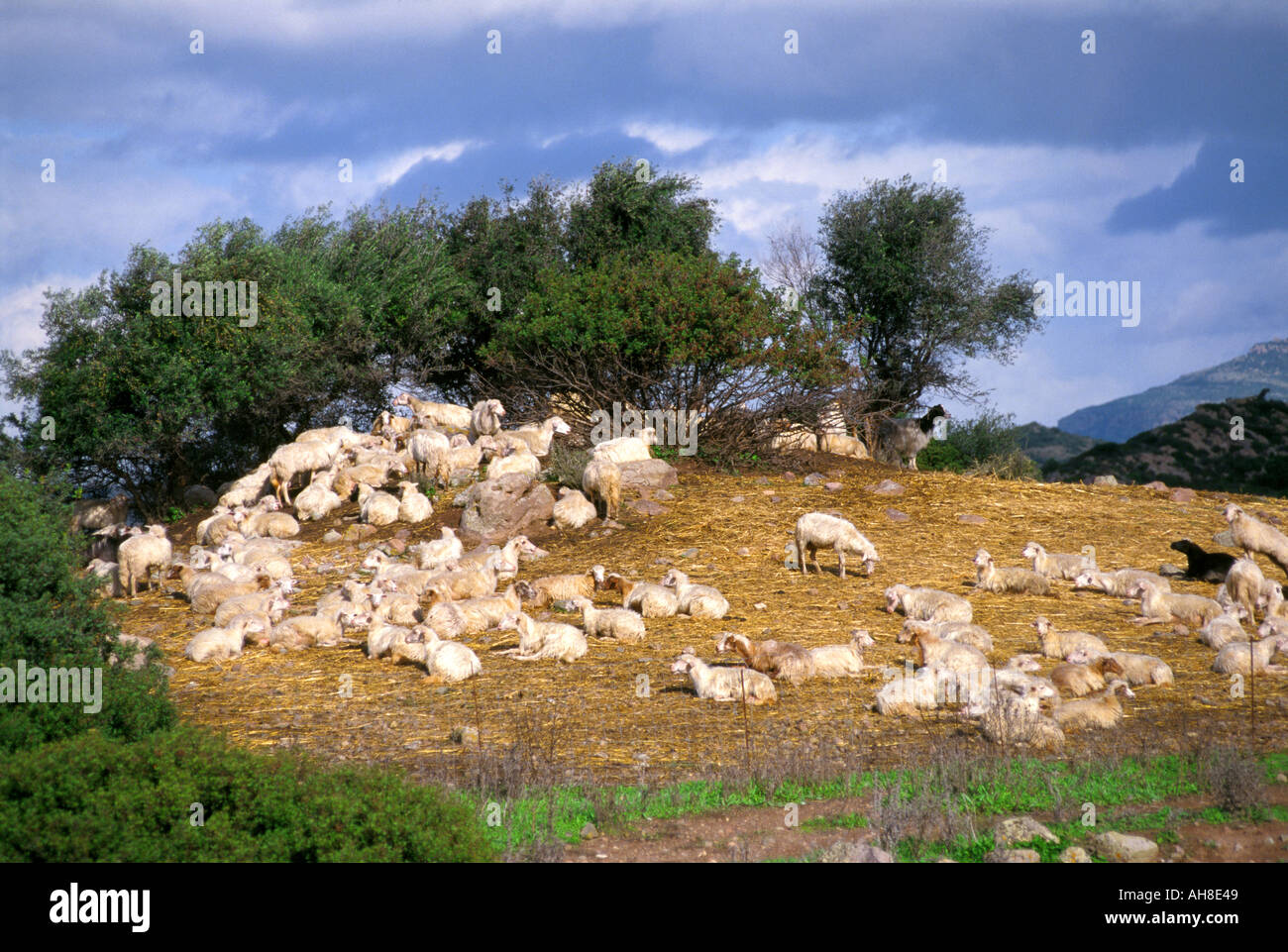 sheep goats goat farming wildlife livestock animal Stock Photo - Alamy