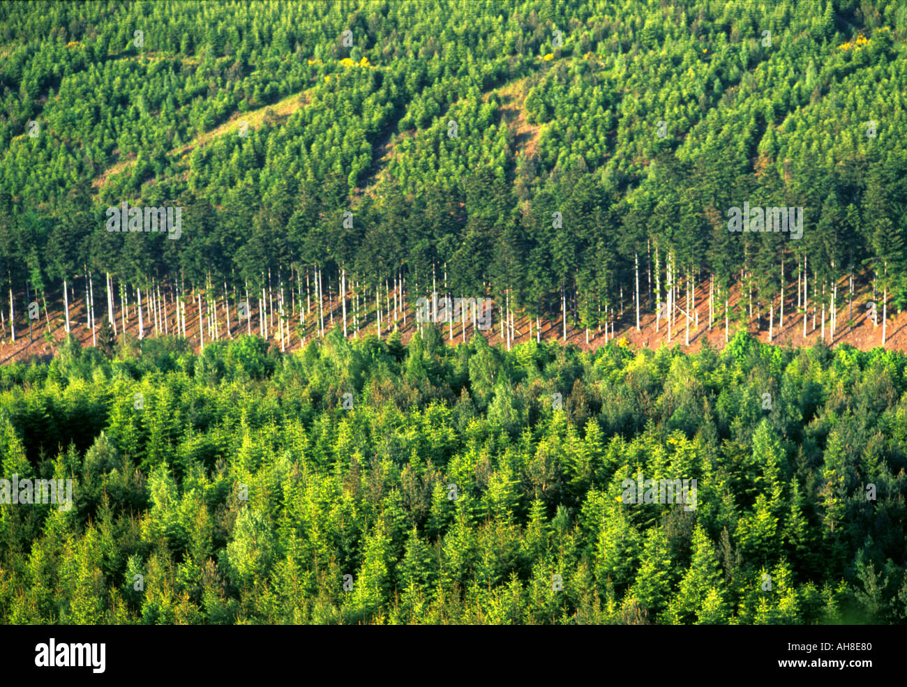 France Alsace forest tree Stock Photo - Alamy