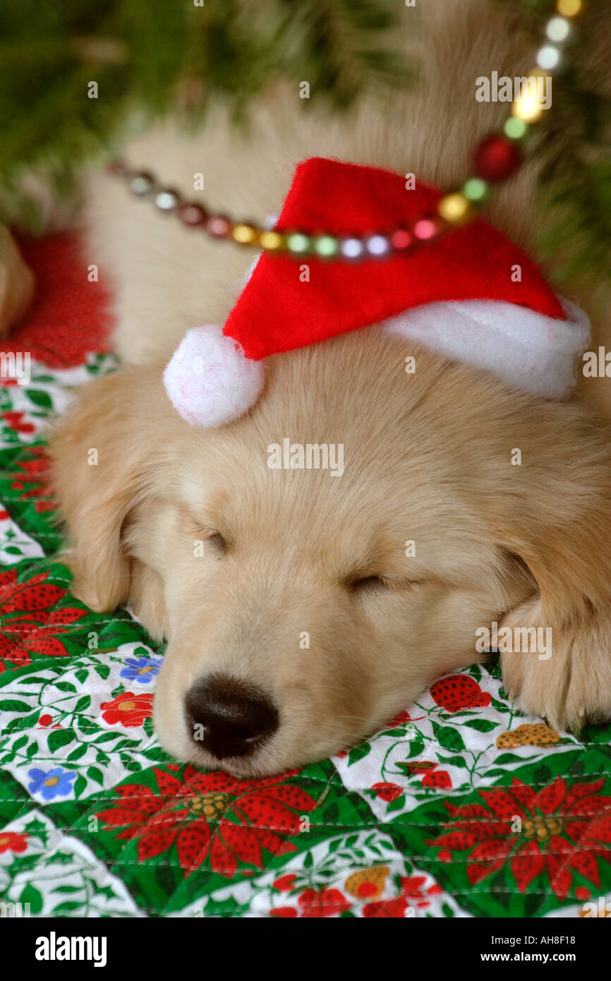 Dog sleeping under christmas tree hi-res stock photography and images ...