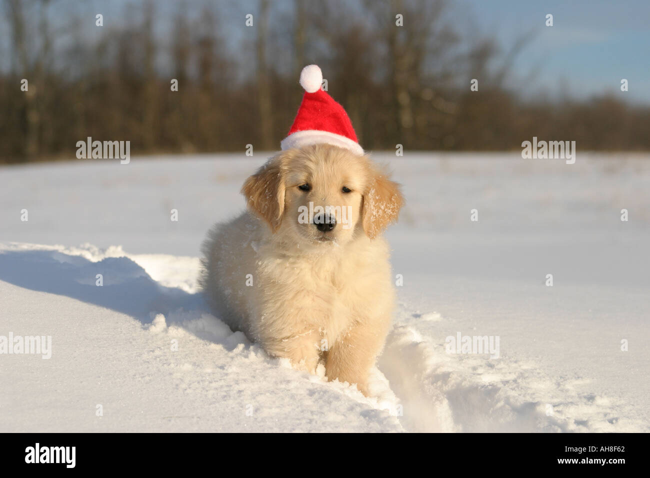 Golden retriever snow hi-res stock photography and images - Alamy