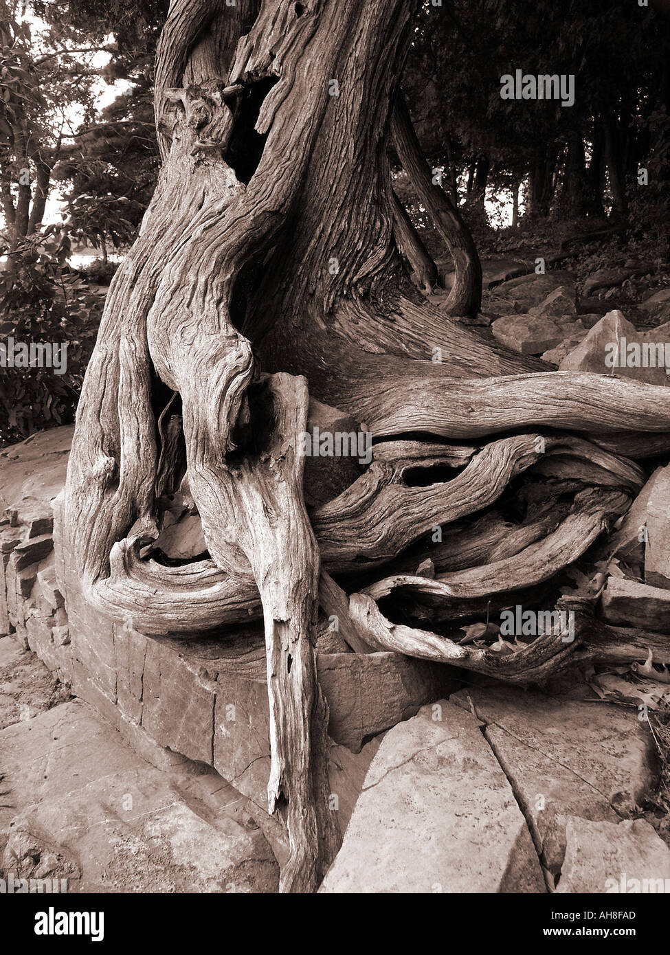 Dead tree roots Stock Photo - Alamy