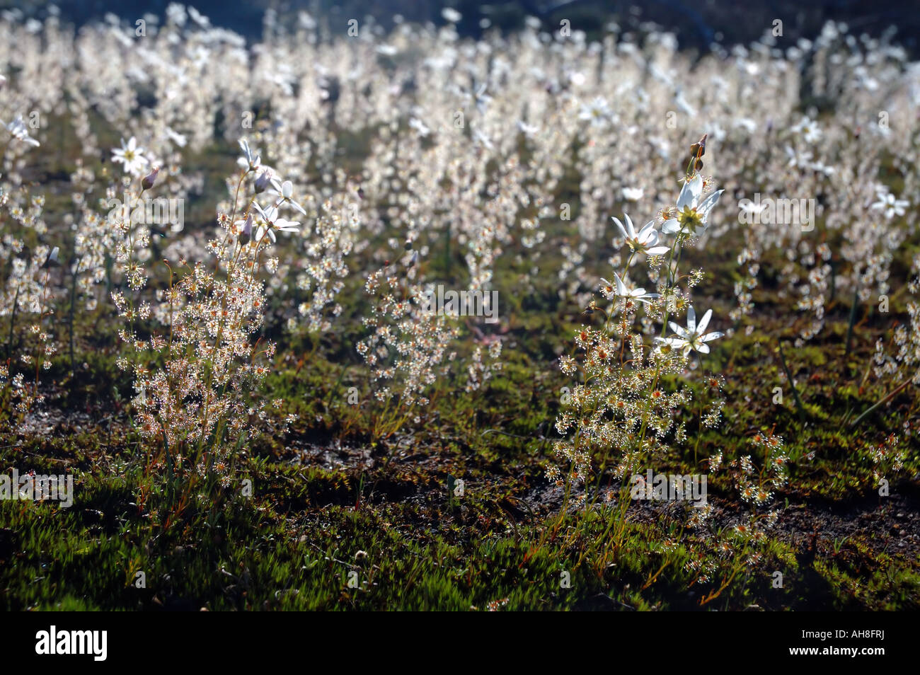 Field of flowering erect sundew plants Drosera platypoda with sticky ...