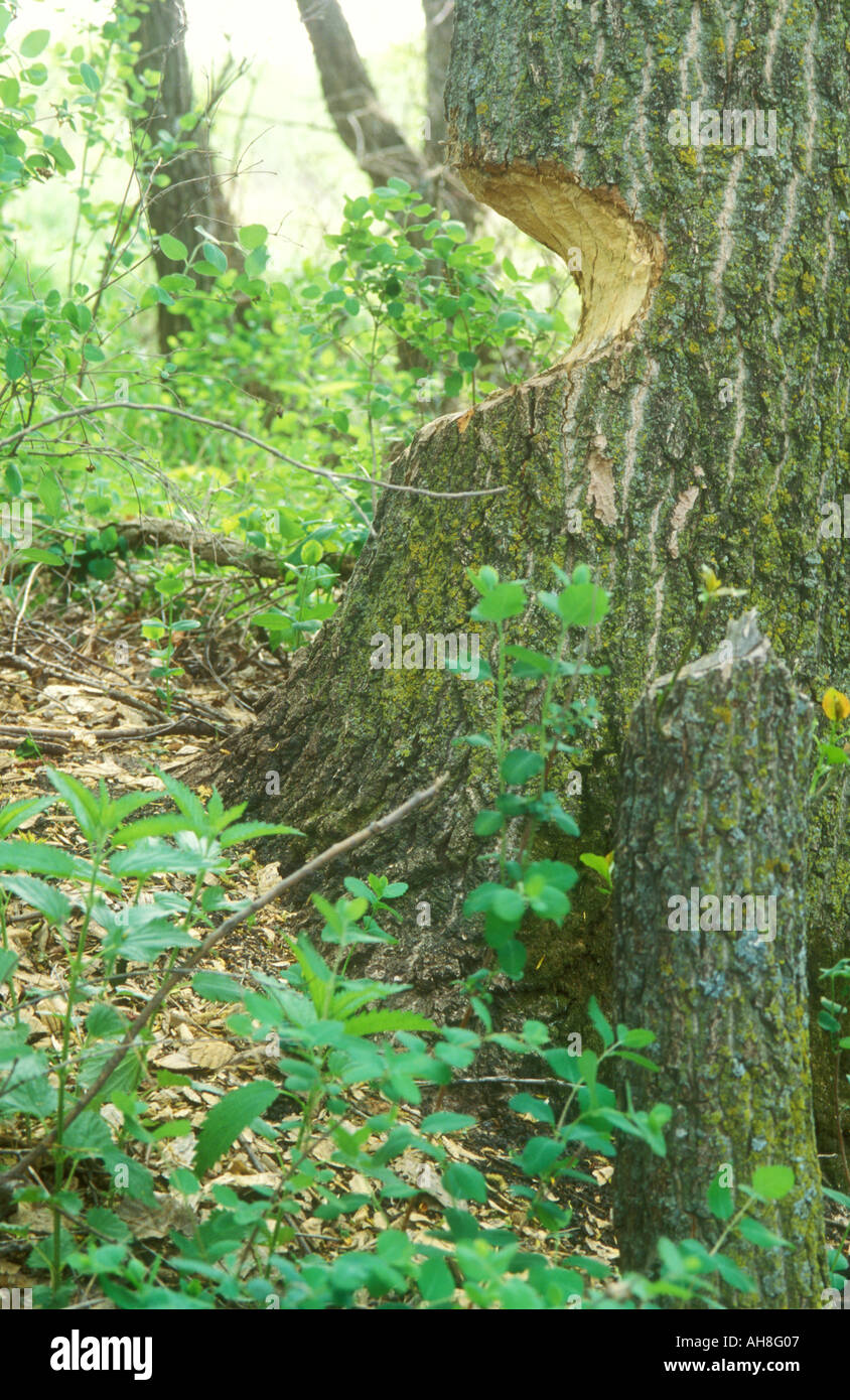 American Beaver damage to a tree Stock Photo - Alamy