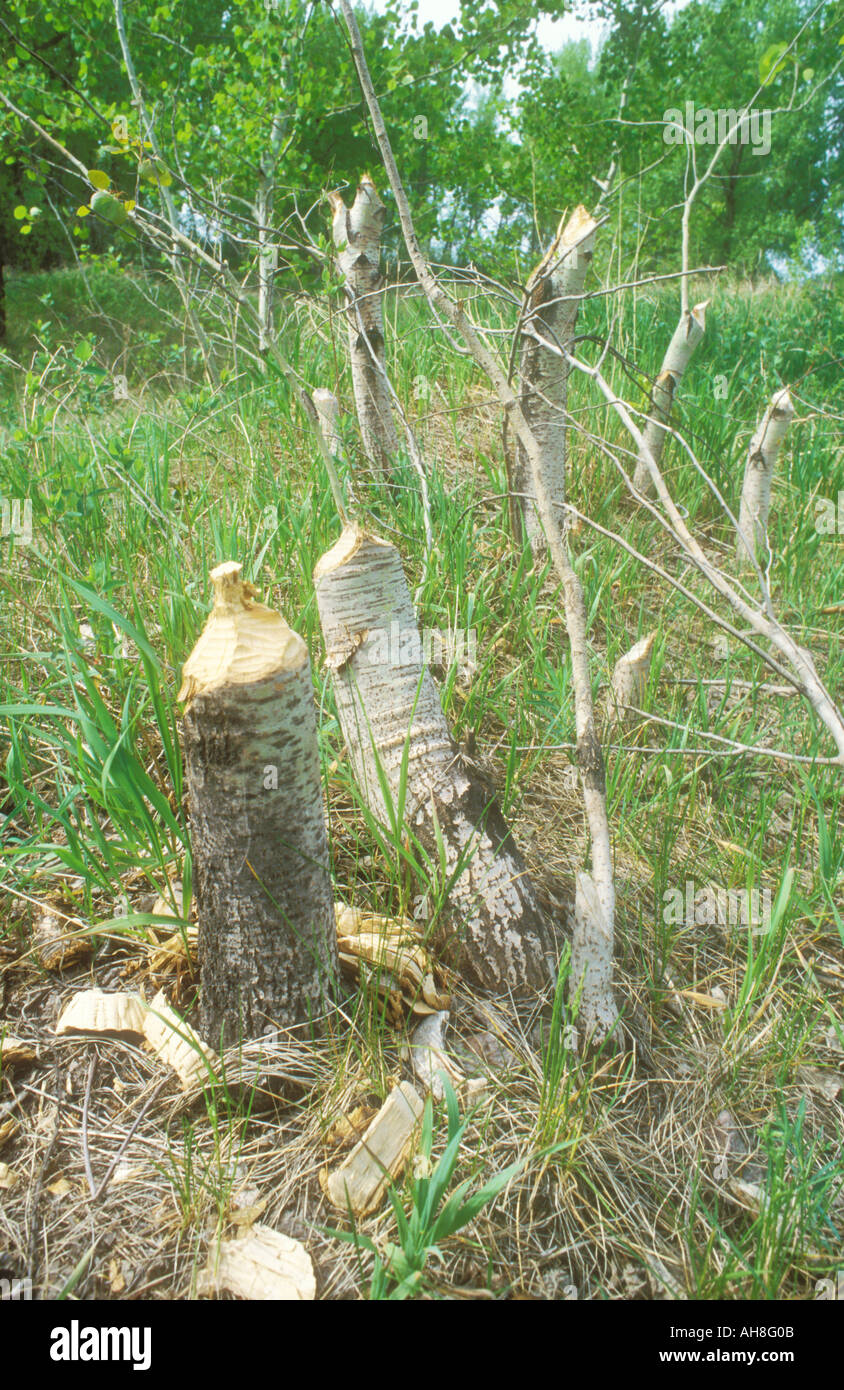 American Beaver damage to a tree Stock Photo - Alamy
