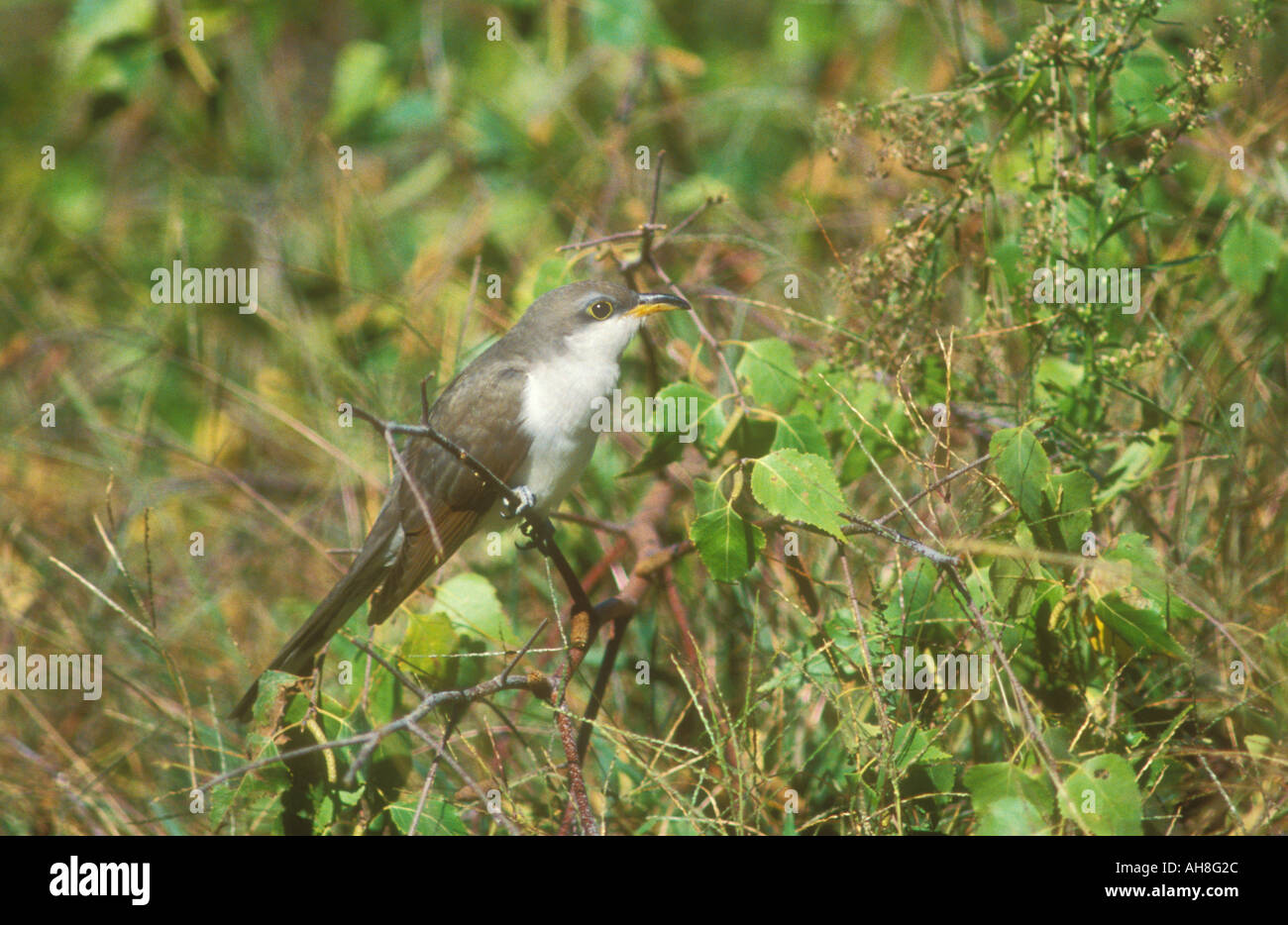 Yellow billed Cuckoo Stock Photo - Alamy