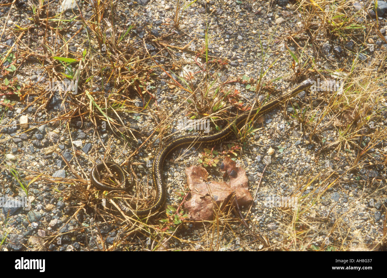 Eastern ribbon snake hi-res stock photography and images - Alamy