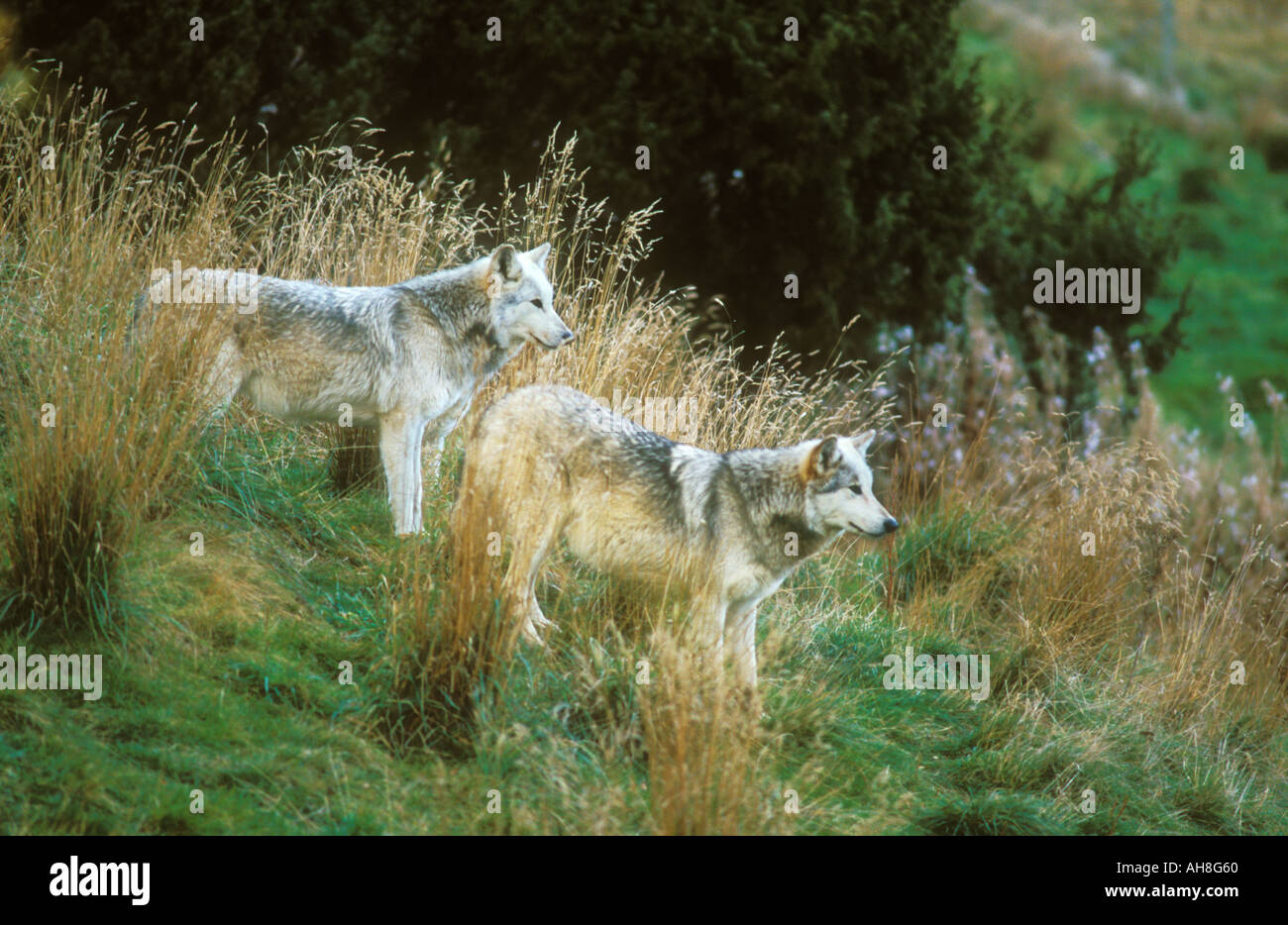 Wolves staring hi-res stock photography and images - Alamy