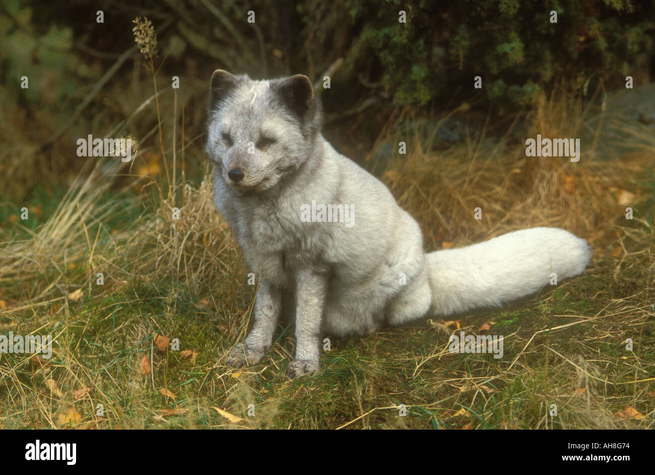 Arctic fox in summer coat hi-res stock photography and images - Alamy