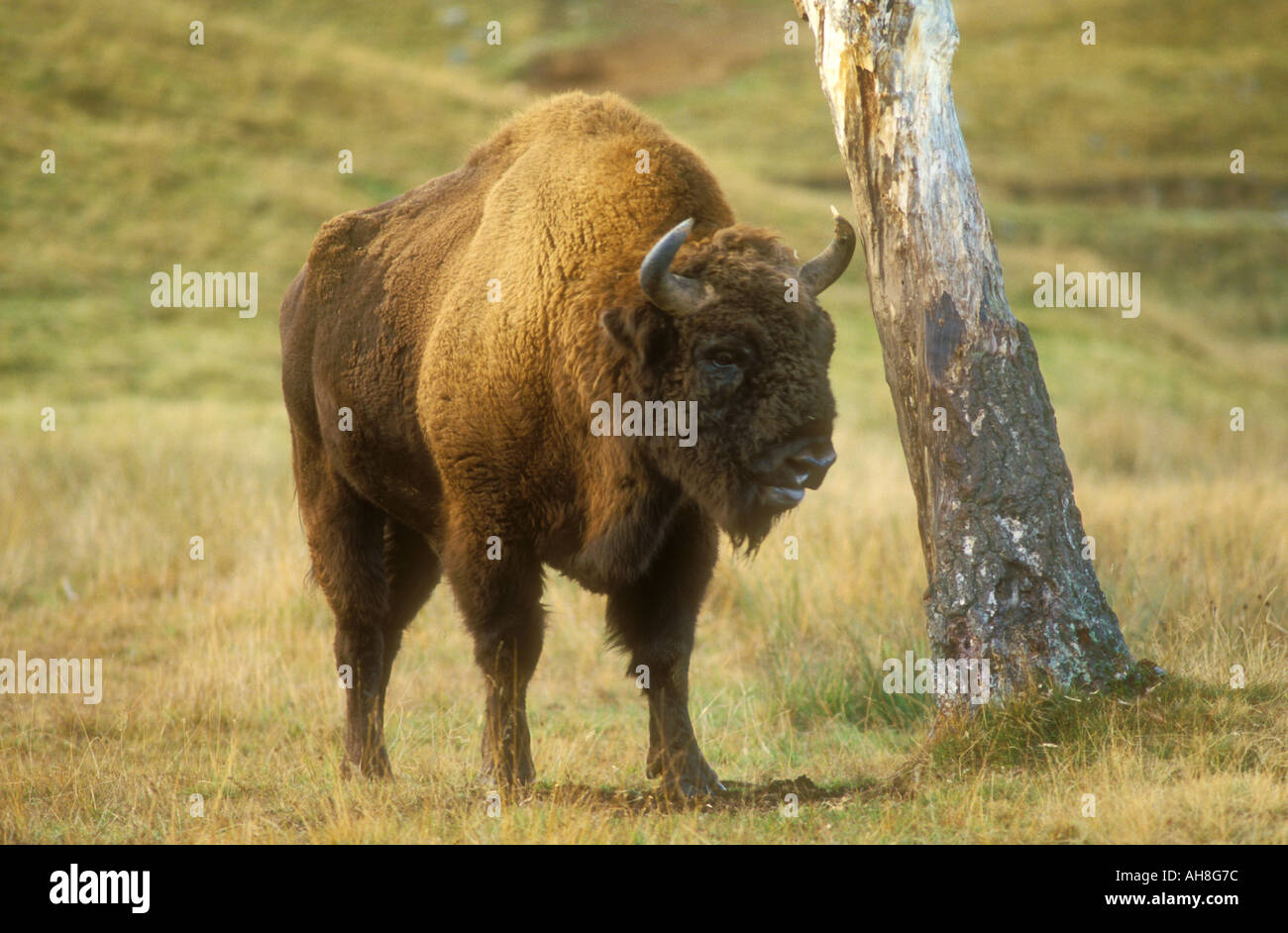 Common bison hi-res stock photography and images - Alamy