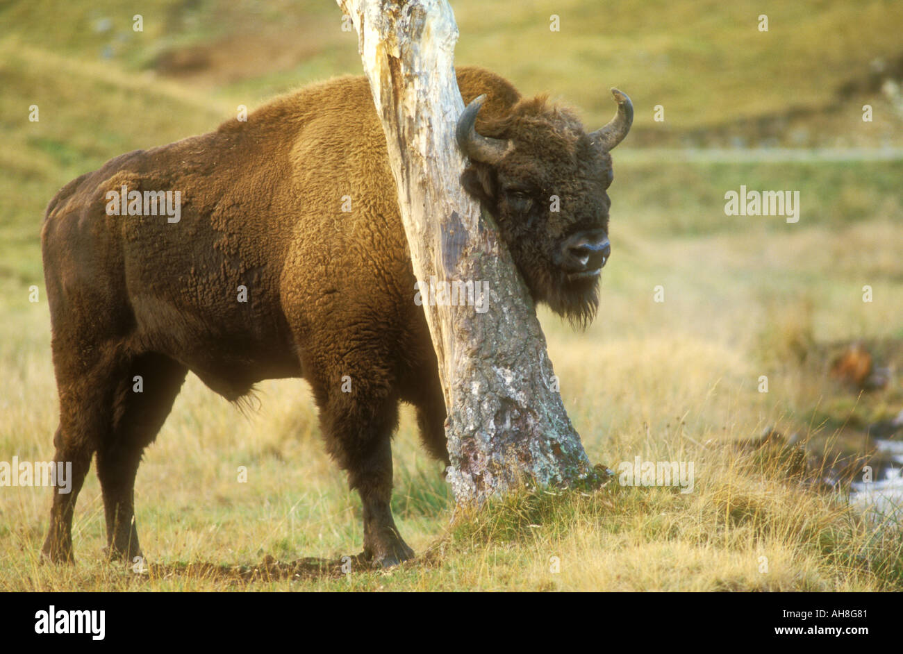 American bison bull scratching hi-res stock photography and images - Alamy