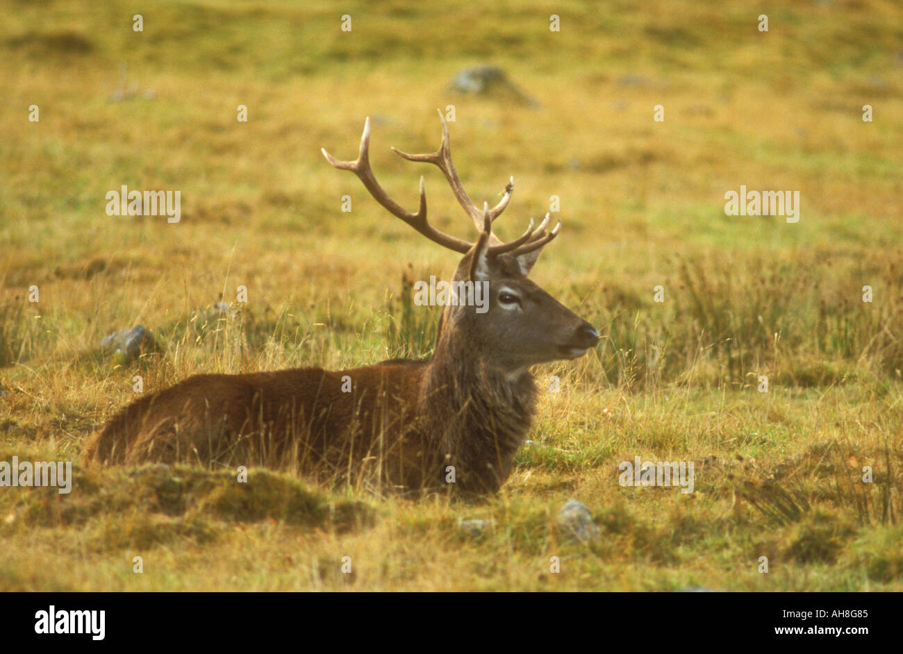 Red Deer Stag lying down Stock Photo - Alamy