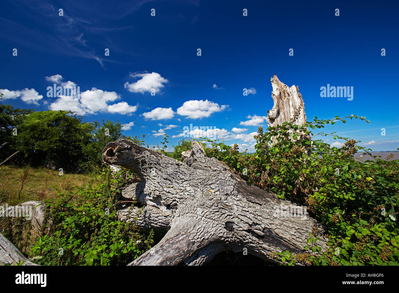 Fallen damaged tree trunk hi-res stock photography and images - Alamy