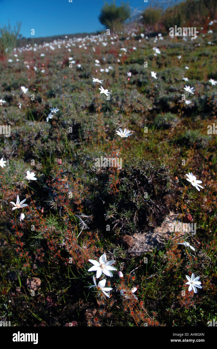 Closeup of field of flowering erect sundew plants Drosera platypoda ...