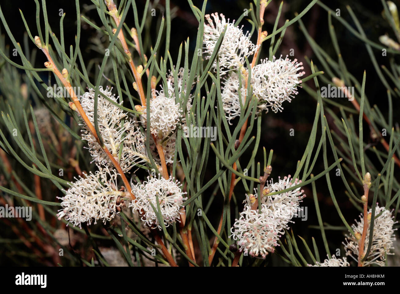 Hakea sweet hi-res stock photography and images - Alamy