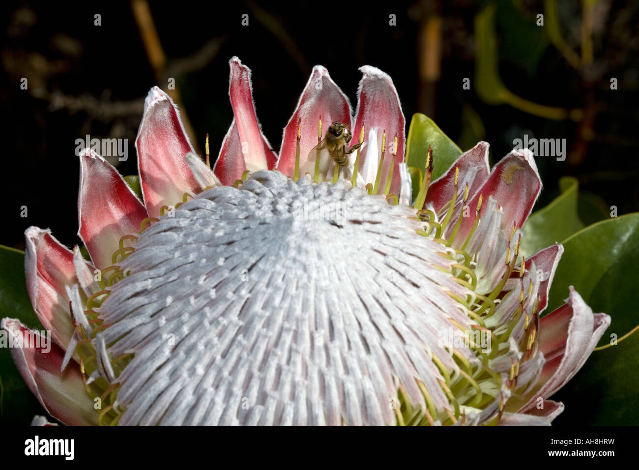 King Protea and Honey Bee- Protea cynaroides and Apis mellifera Stock ...