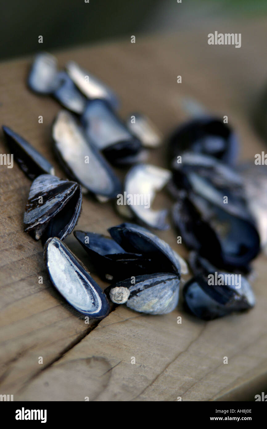 blue mussel shells seashells shellfish seafood canada vancouver beach ...