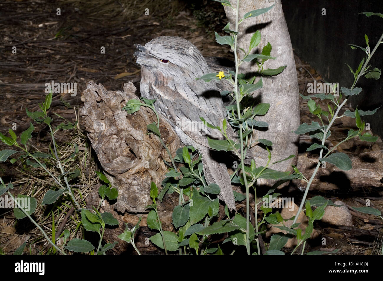 Tawny Frogmouth - Podargus strigoides Stock Photo - Alamy