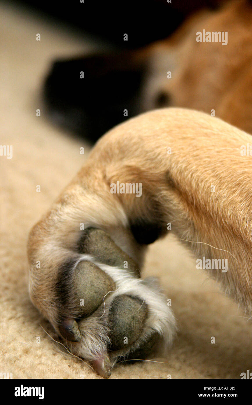 Alsation dog hi-res stock photography and images - Alamy