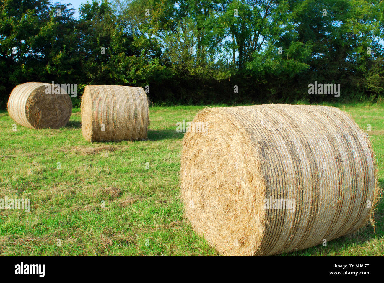Cattle feed bales in a Devon field Stock Photo - Alamy