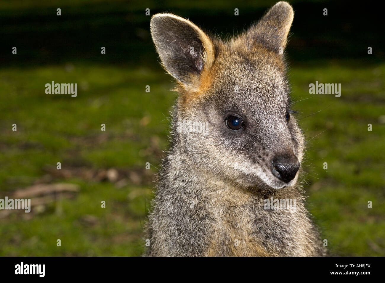 Tammar Wallaby portrait - Macropus eugenii Stock Photo - Alamy