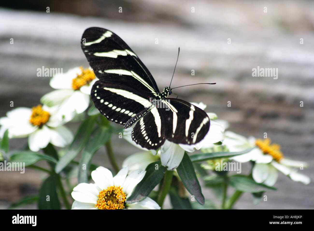 The Zebra Longwing (Heliconius charithonia) Butterfly Stock Photo - Alamy