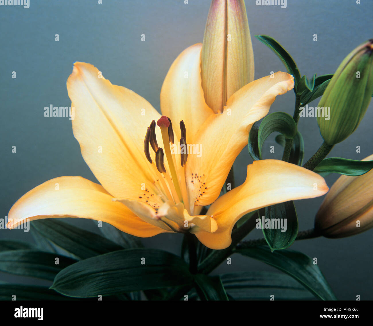 STUDIO STILL LIFE Close up of orange Pixie an Asiatic Lily with ...