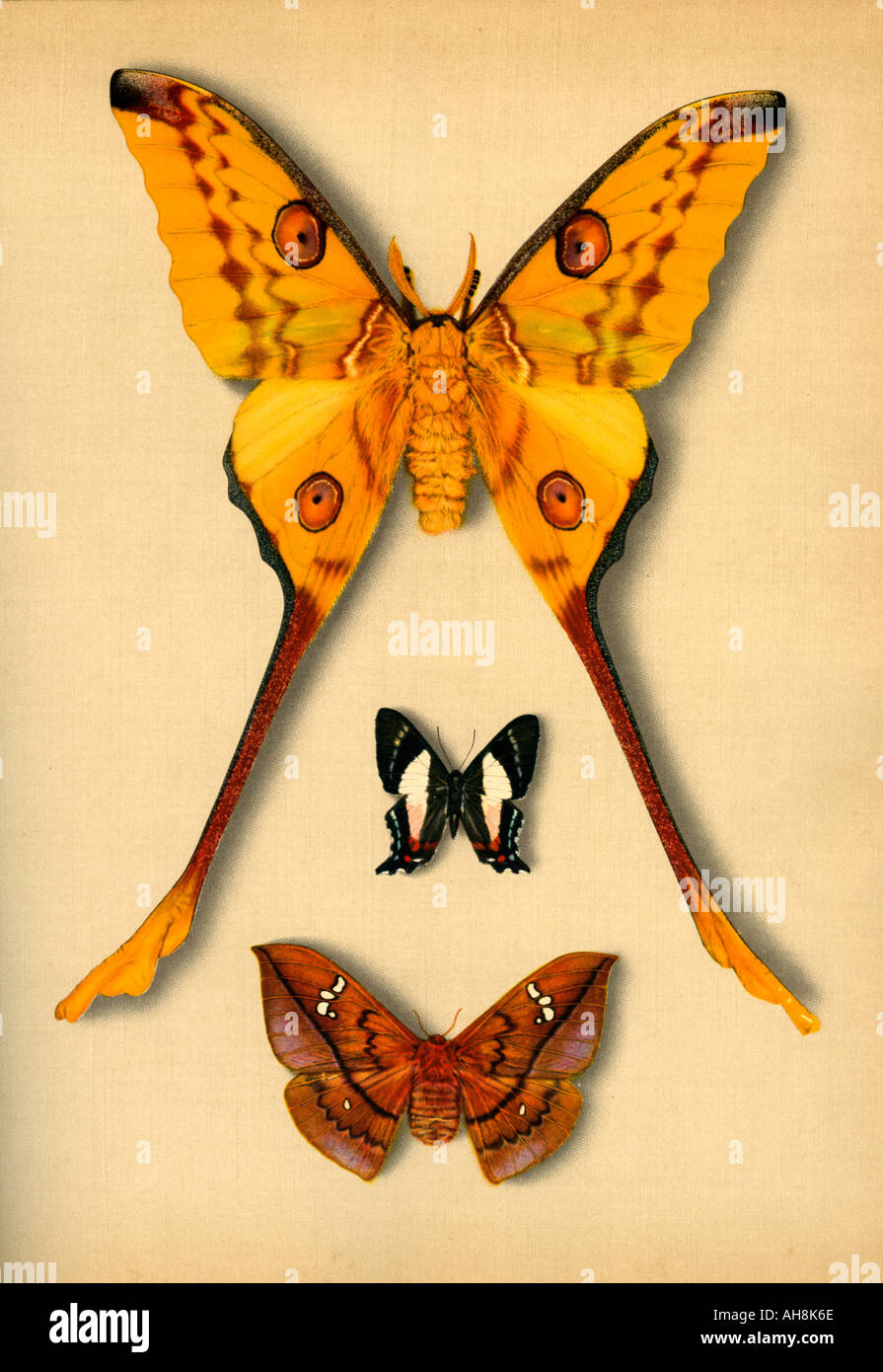 Golden Moth