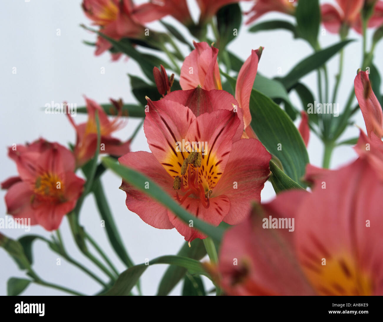 STUDIO STILL LIFE Close up of a bunch of pink Alstroemerias with yellow ...