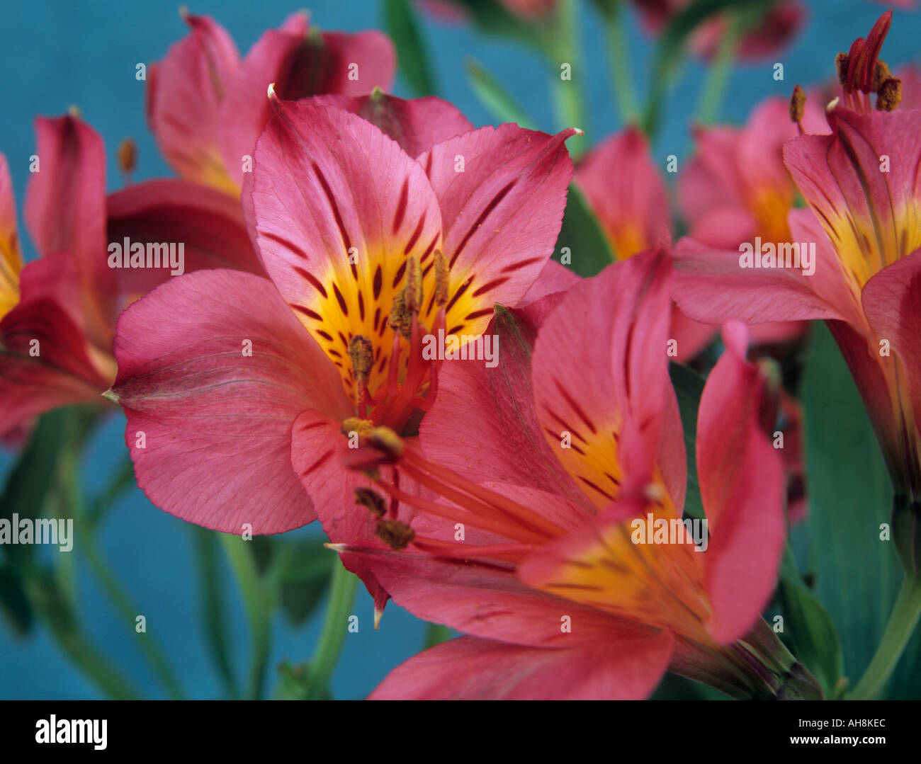 STUDIO STILL LIFE Close up of pink Alstroemeria flowers with yellow ...