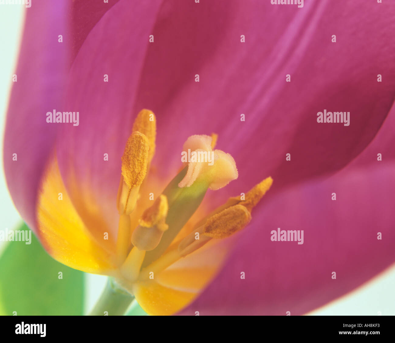 STUDIO STILL LIFE Looking into the centre of a deep pink tulip with ...