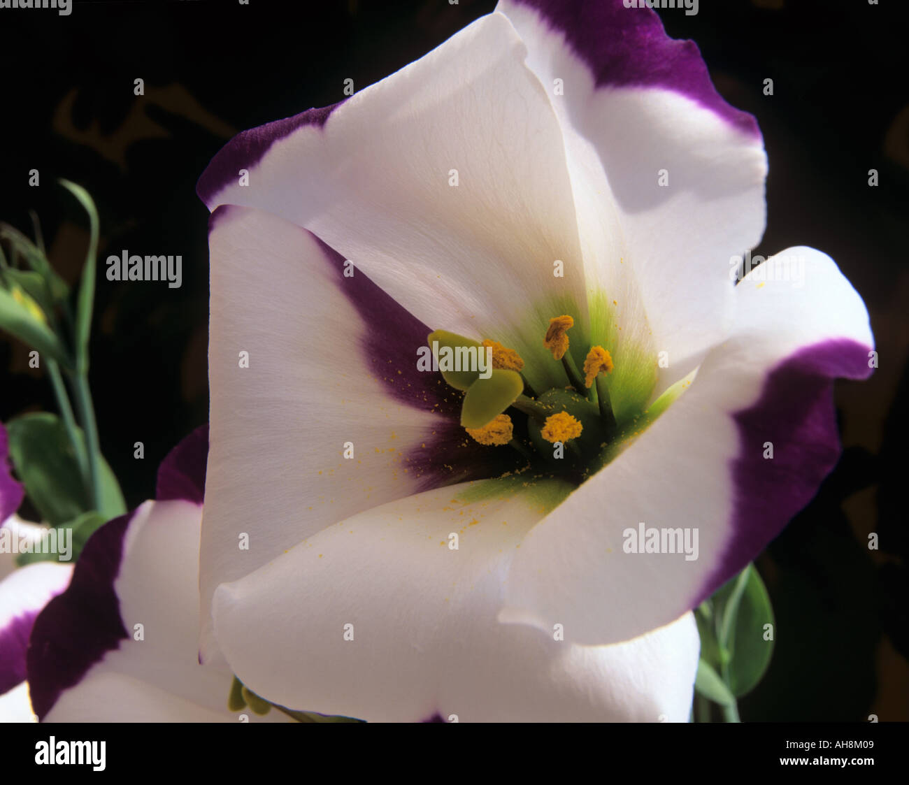 Eustoma russellianum hi-res stock photography and images - Alamy
