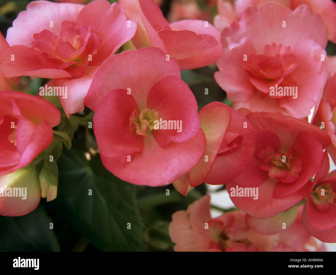 Begonia semperflorens hi-res stock photography and images - Alamy