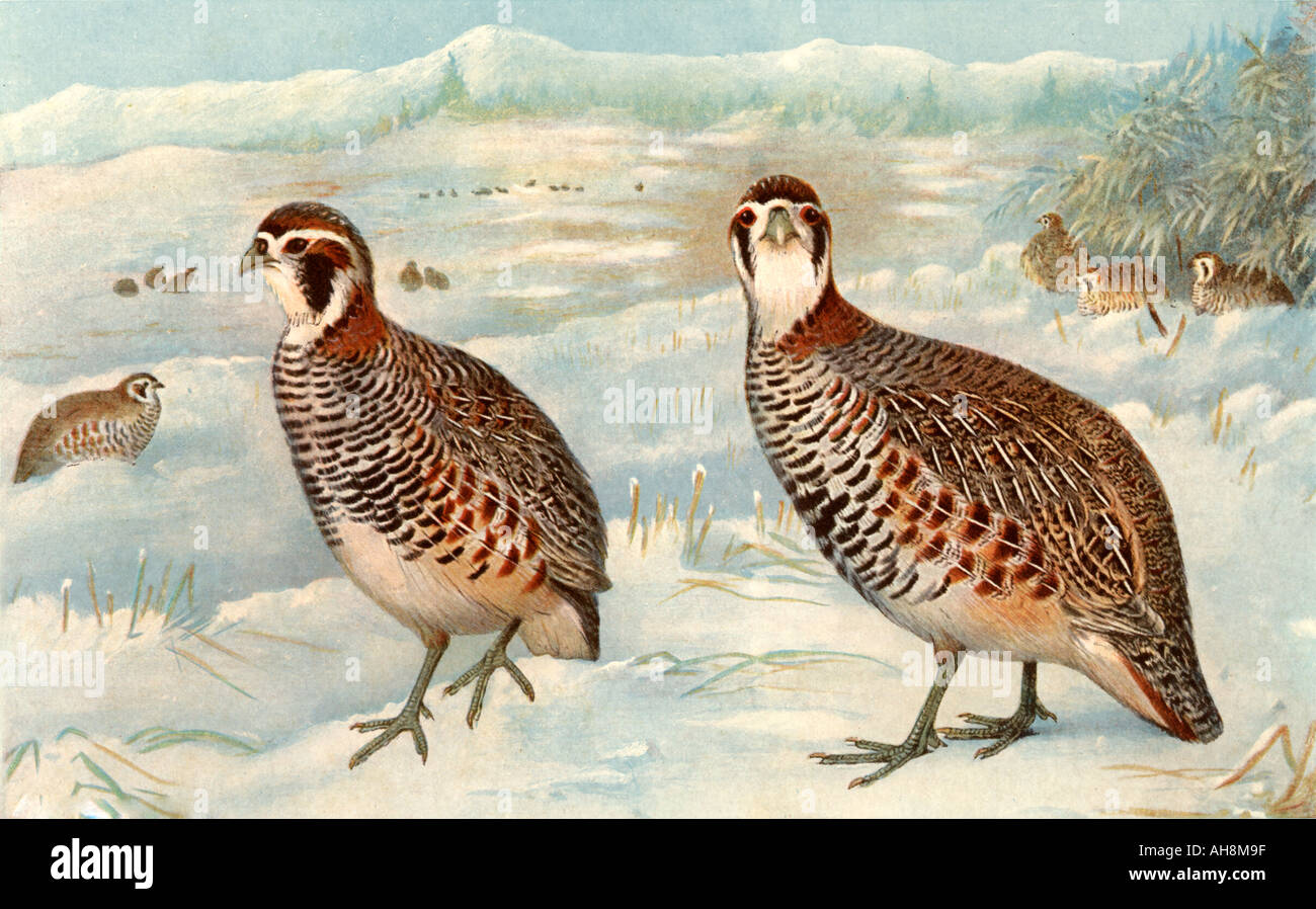 White partridge painting hi-res stock photography and images - Alamy