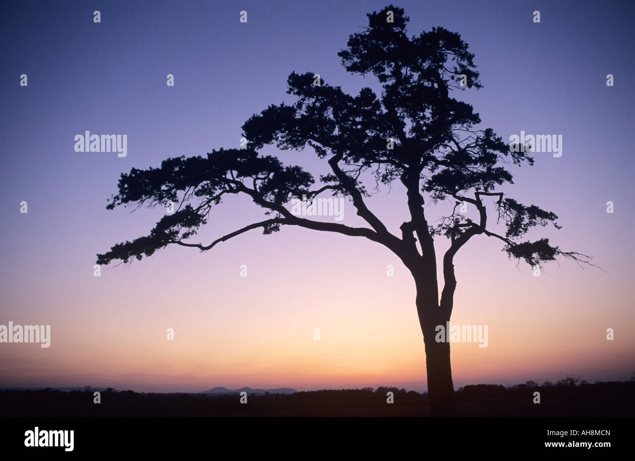 Dusk tree silhouette Stock Photo - Alamy