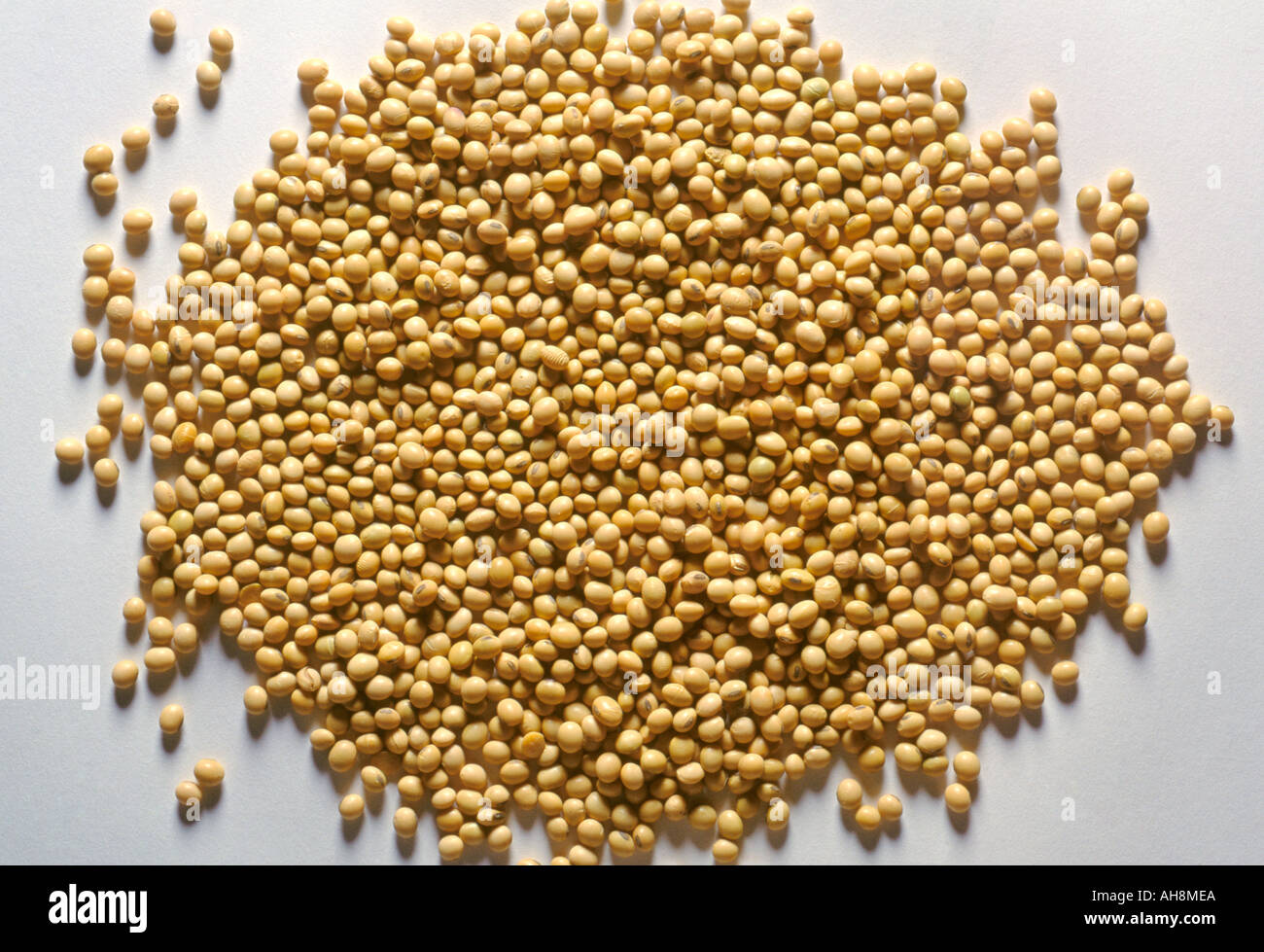 Soya Beans Seeds