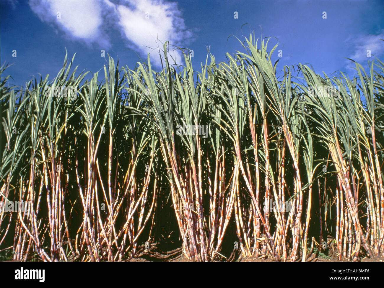 Commercial crops of india hi-res stock photography and images - Alamy